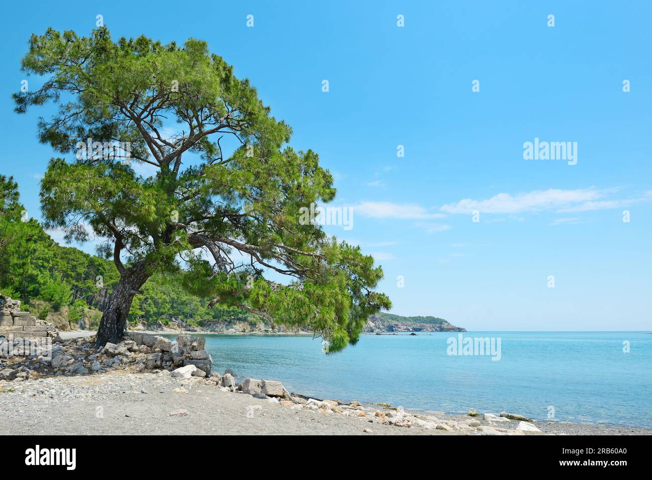 Shore pine tree hi-res stock photography and images - Alamy