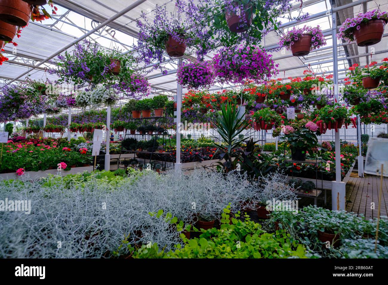 Large glass greenhouse with flowers. Growing flowers in greenhouses ...