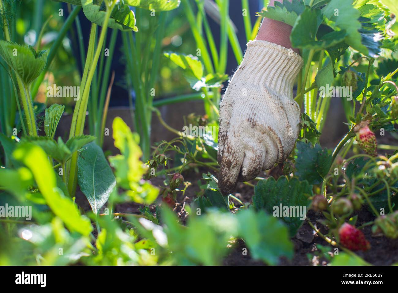 The farmer takes care of the plants in the vegetable garden on the farm ...