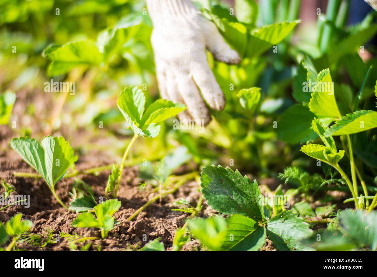 The farmer takes care of the plants in the vegetable garden on the farm ...