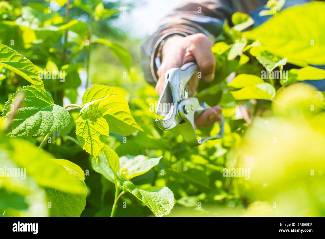The farmer makes pruning of bushes with secateurs. Gardening Tools ...