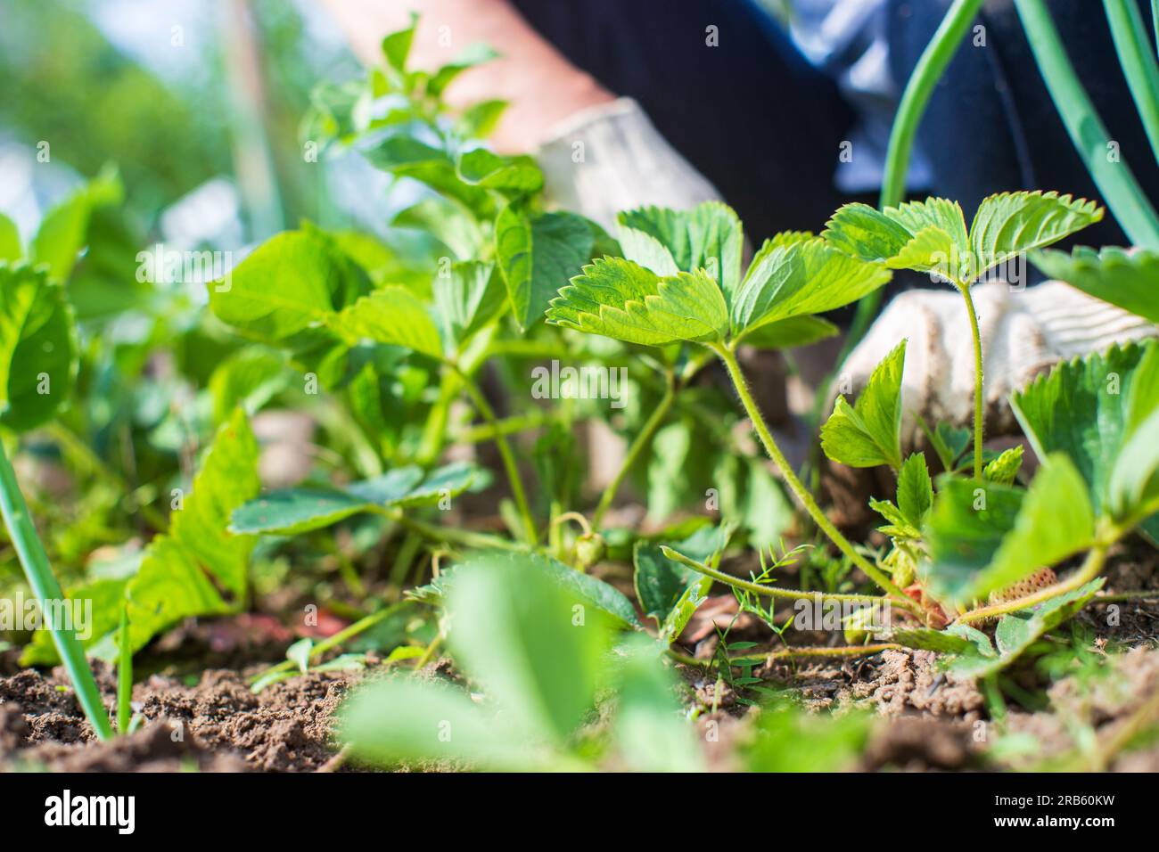 The farmer takes care of the plants in the vegetable garden on the farm ...