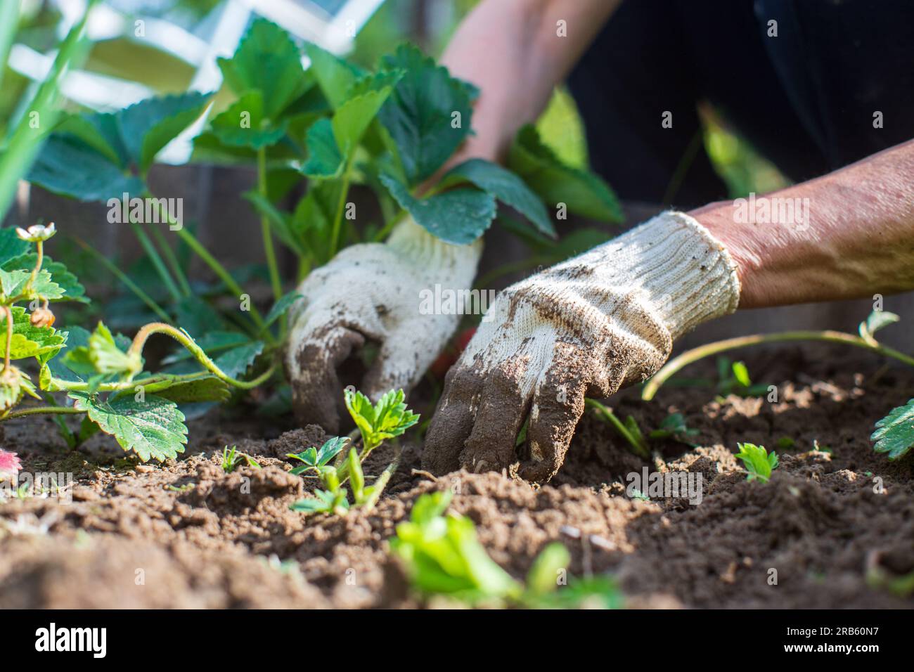 The farmer takes care of the plants in the vegetable garden on the farm ...