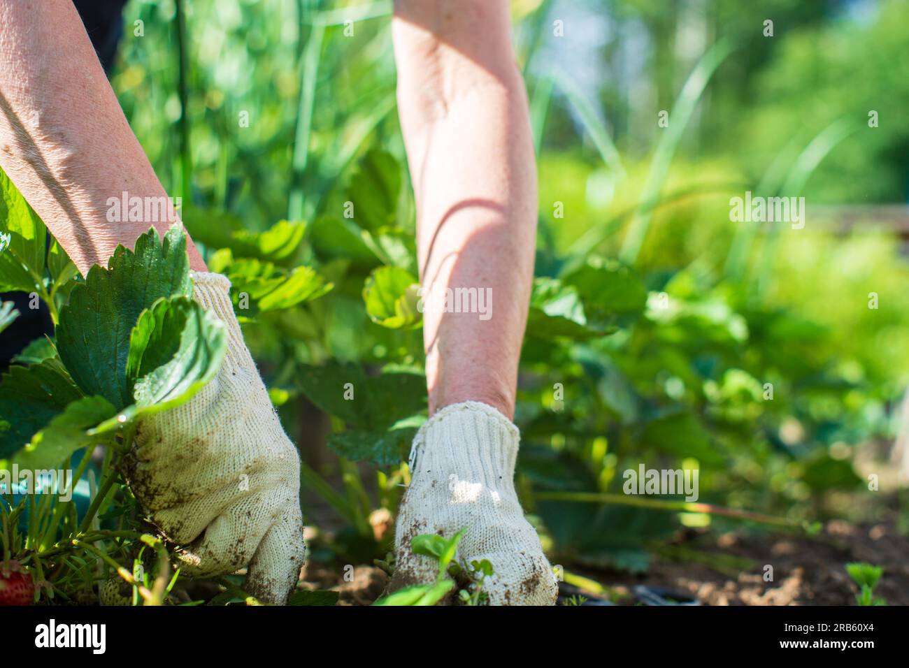 The farmer takes care of the plants in the vegetable garden on the farm ...