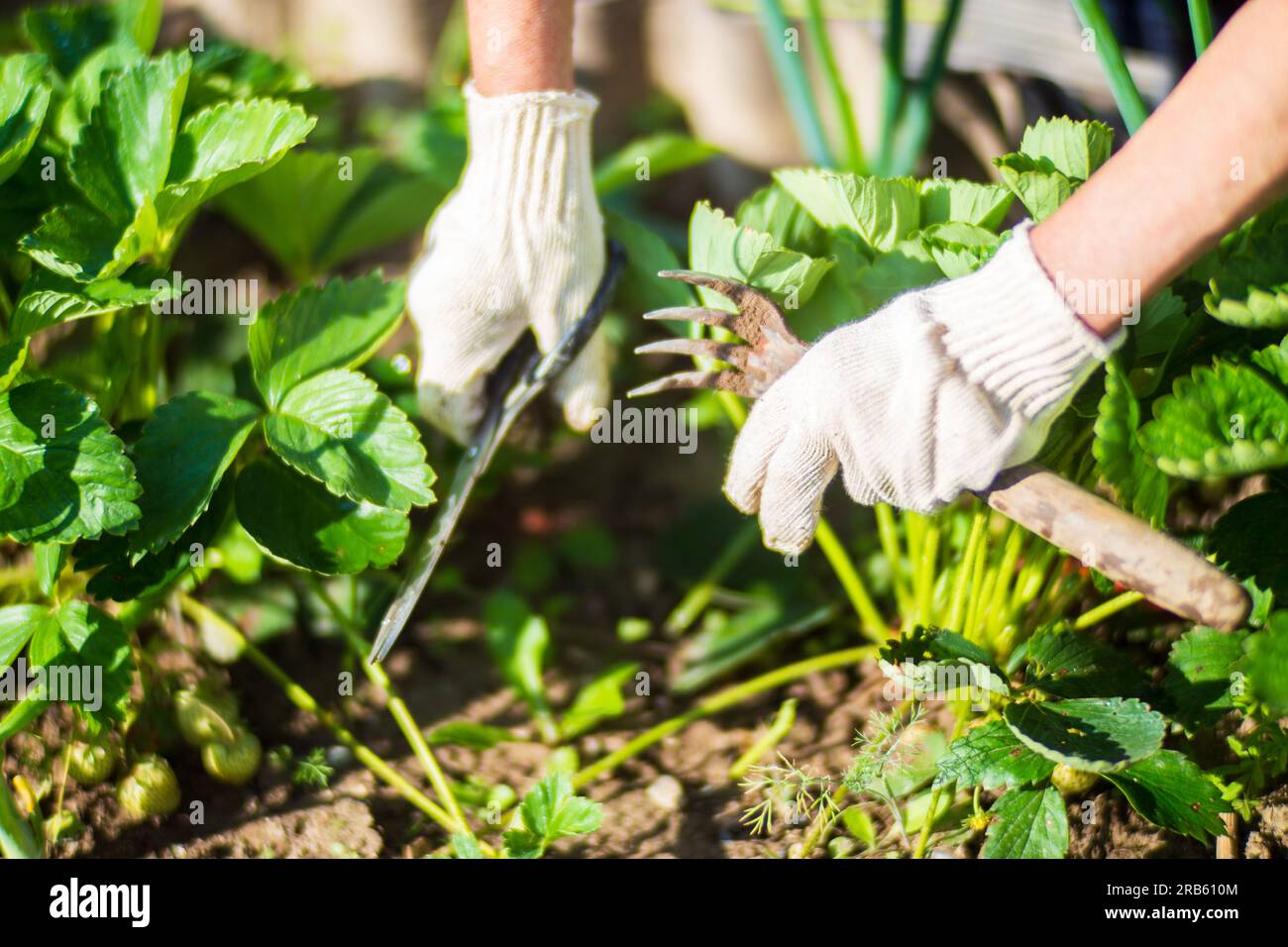 The farmer takes care of the plants in the vegetable garden on the farm ...
