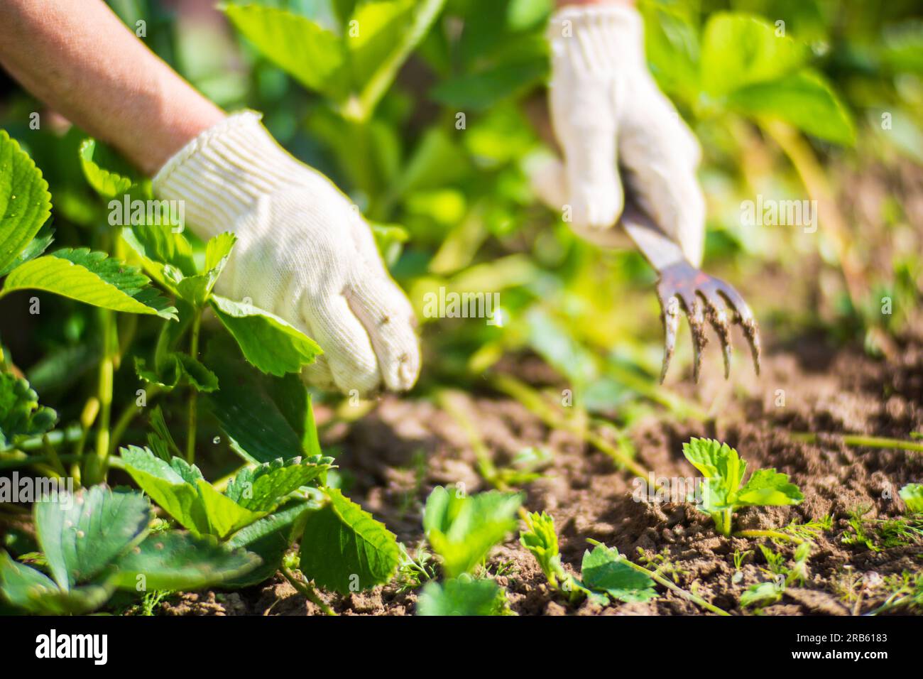 The farmer takes care of the plants in the vegetable garden on the farm ...