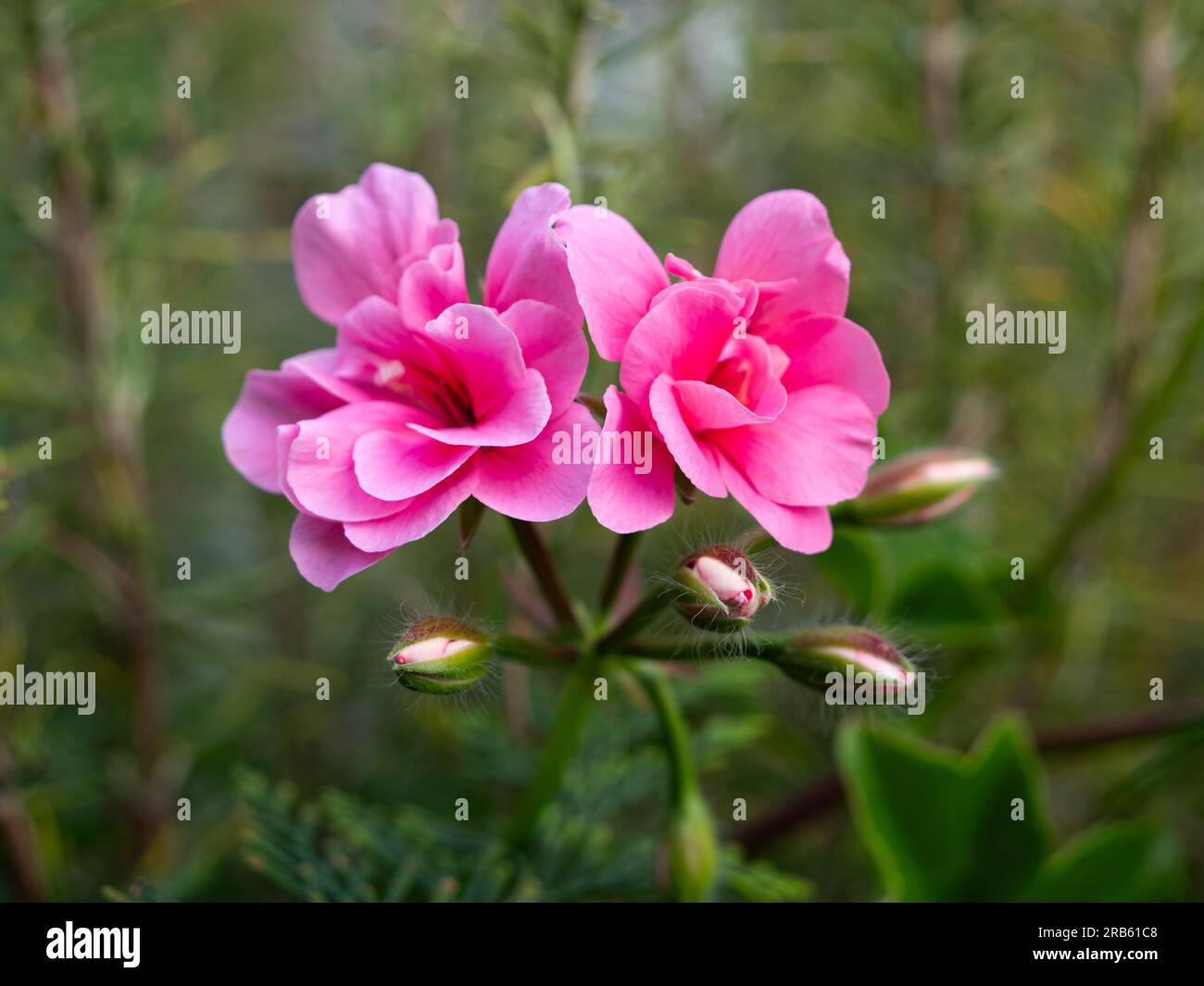 Pink two flowers hi-res stock photography and images - Alamy