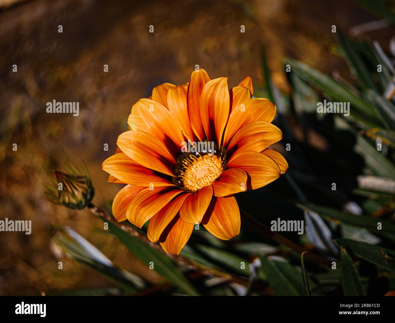 Beautiful yellow spring flower hi-res stock photography and images - Alamy