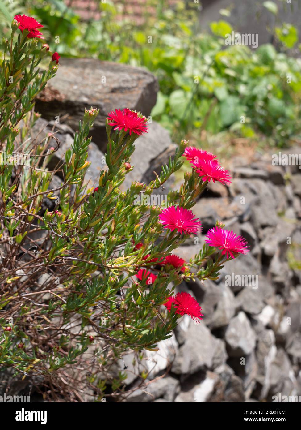 Flowers and stones hi-res stock photography and images - Alamy