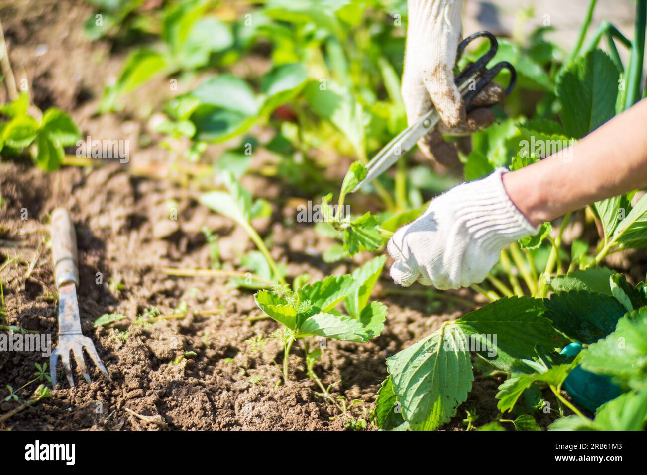 The farmer takes care of the plants in the vegetable garden on the farm ...