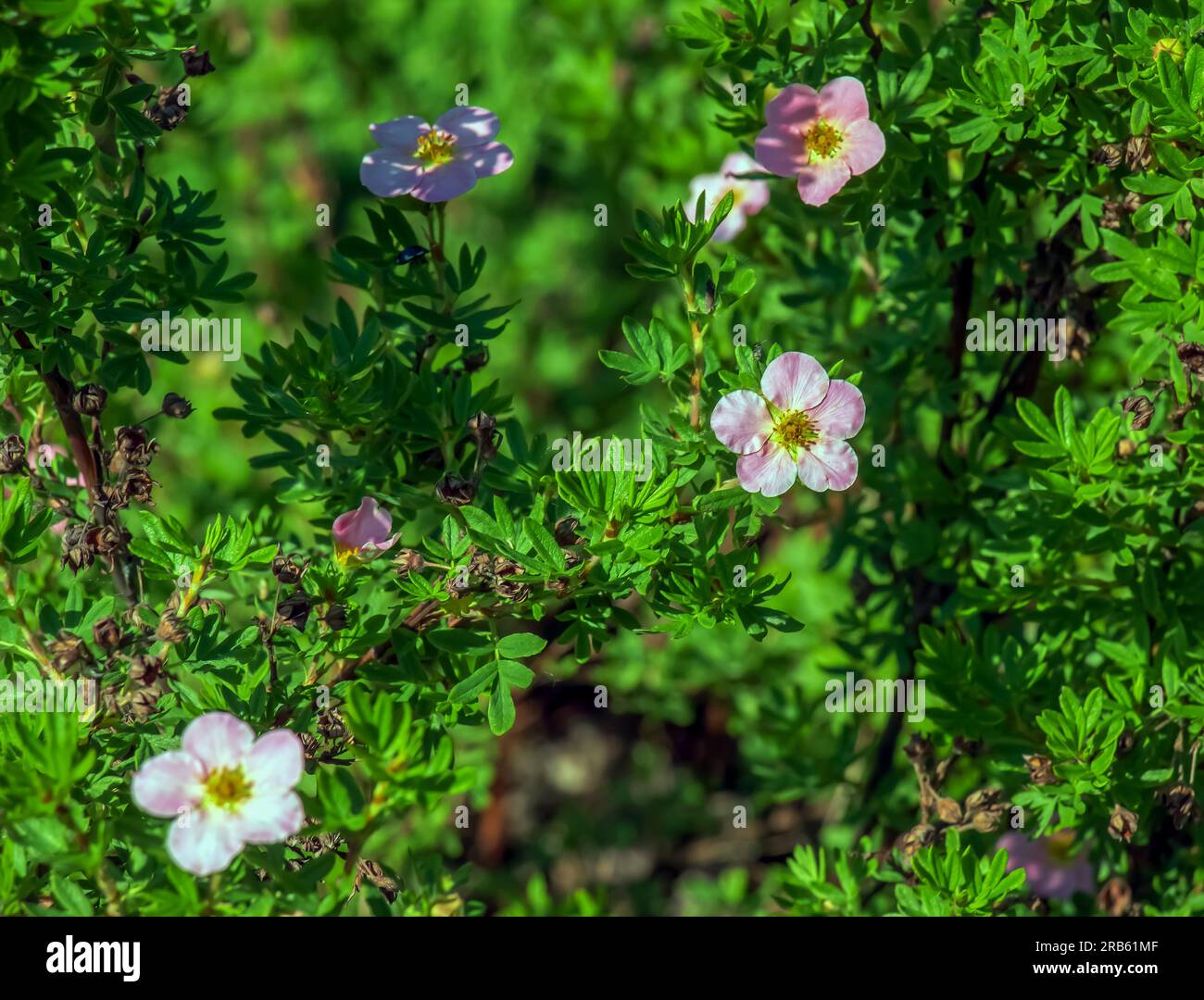 Blooming cultivar shrubby cinquefoil Dasiphora fruticosa or Princess in ...