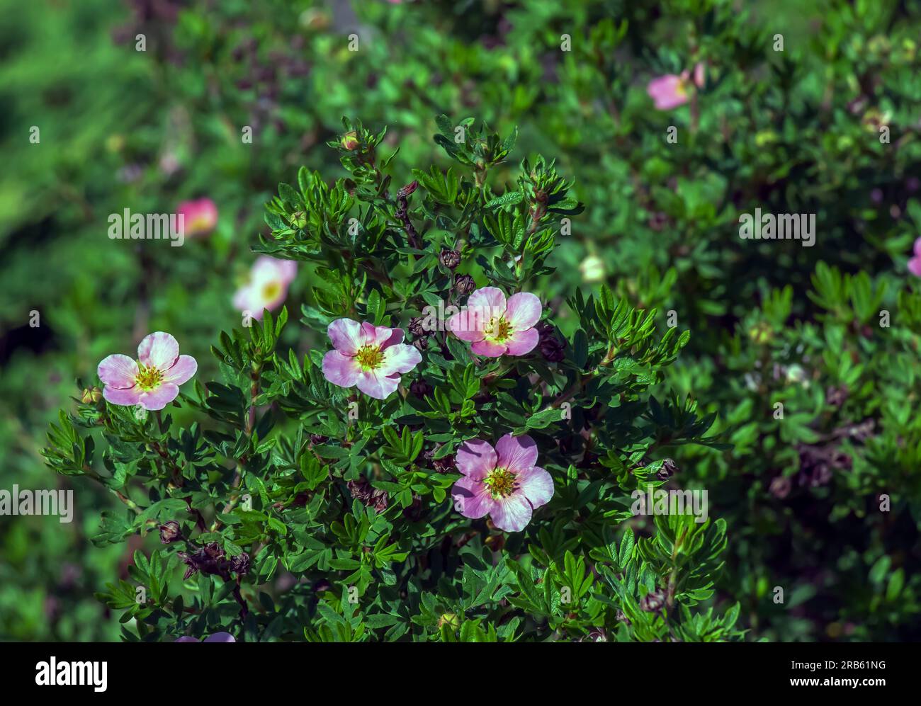 Potentilla fruticosa princess hi-res stock photography and images - Alamy