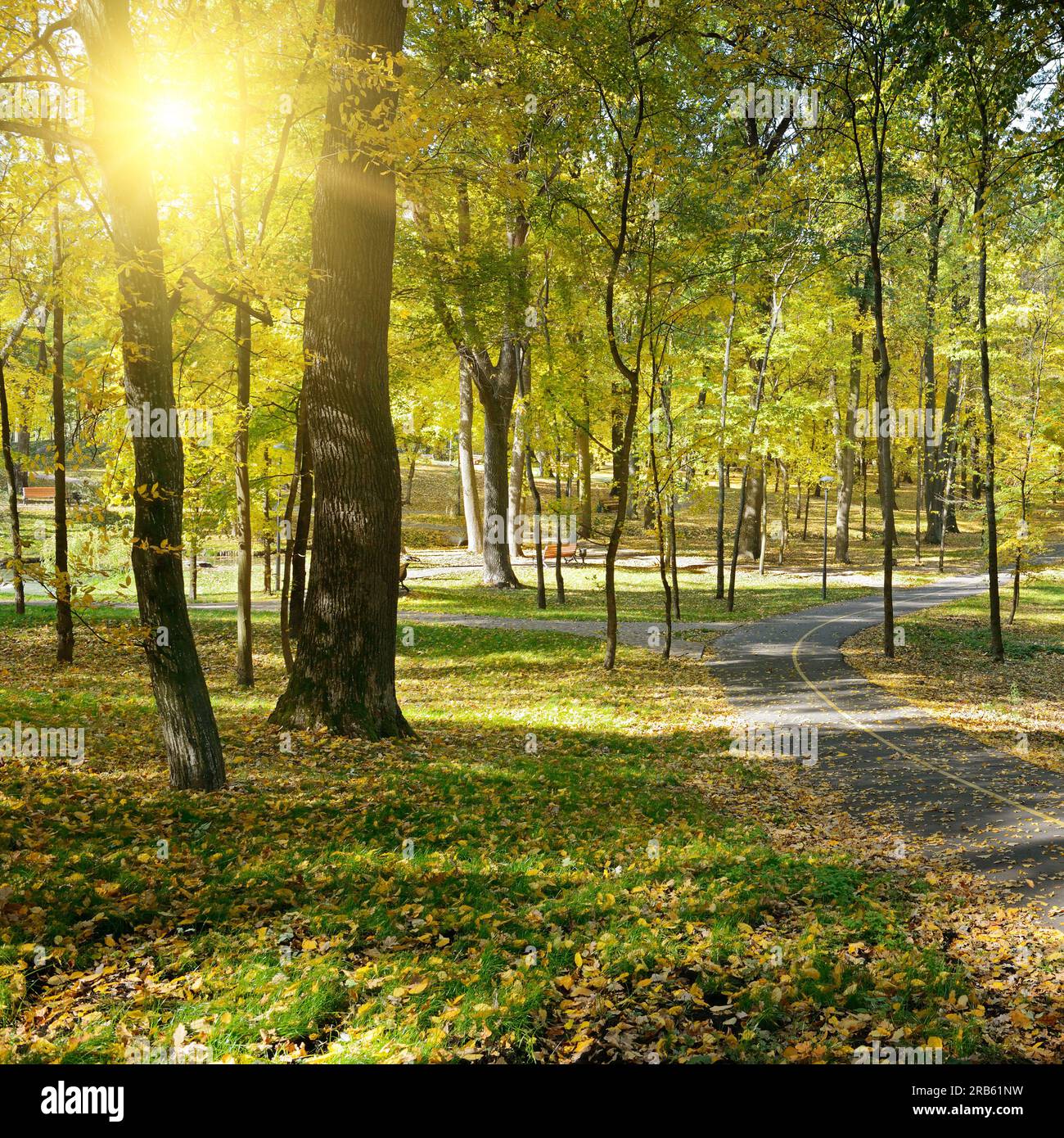 Sunbeam wood tree autumn sunlight hi-res stock photography and images ...