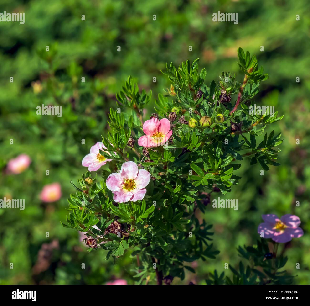 Potentilla fruticosa princess hi-res stock photography and images - Alamy