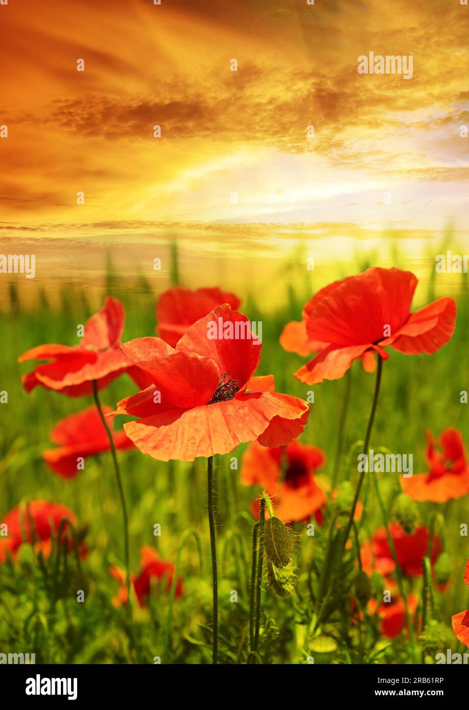 Poppies in the sun hi-res stock photography and images - Alamy
