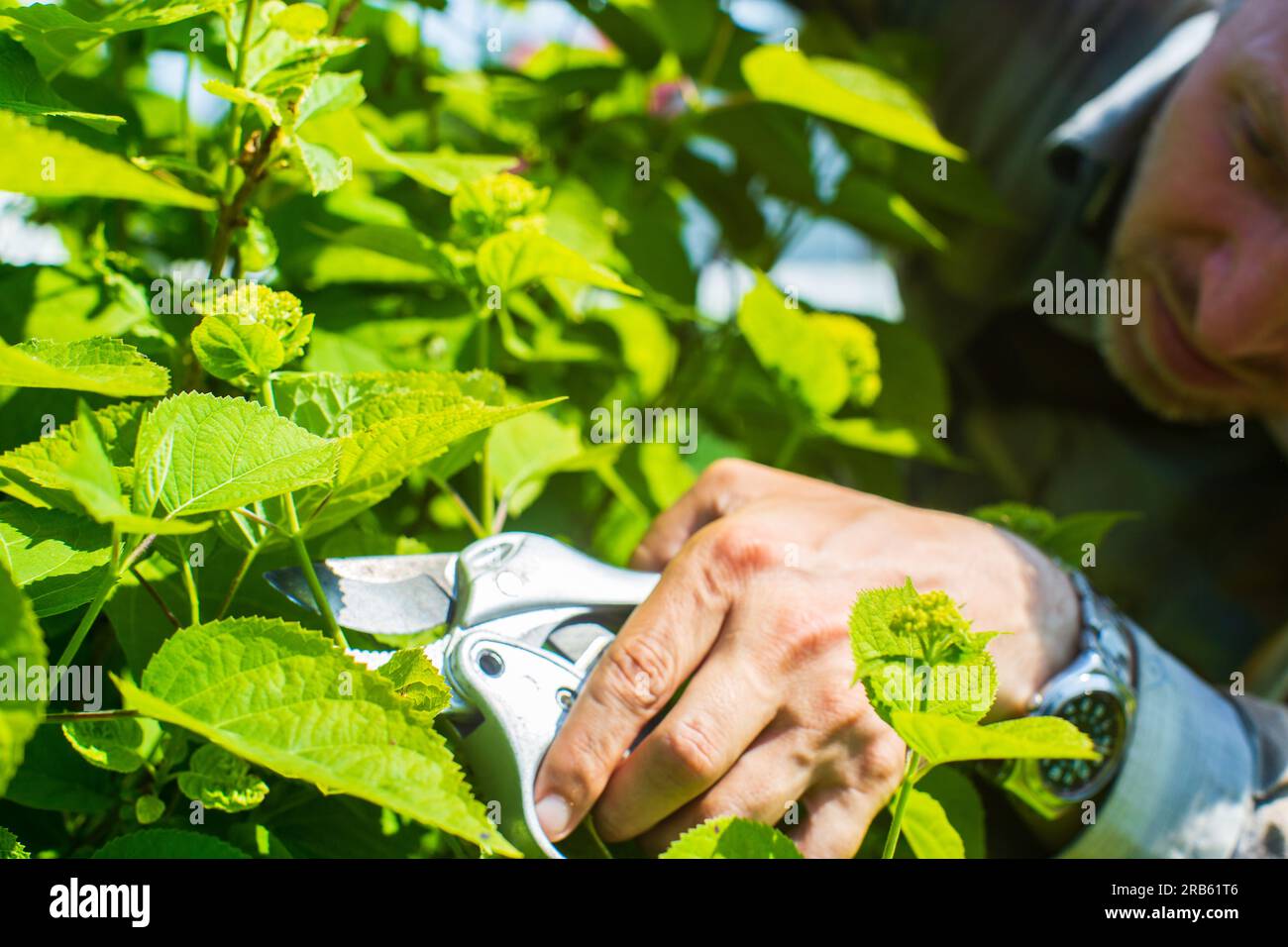 The farmer makes pruning of bushes with secateurs. Gardening Tools ...