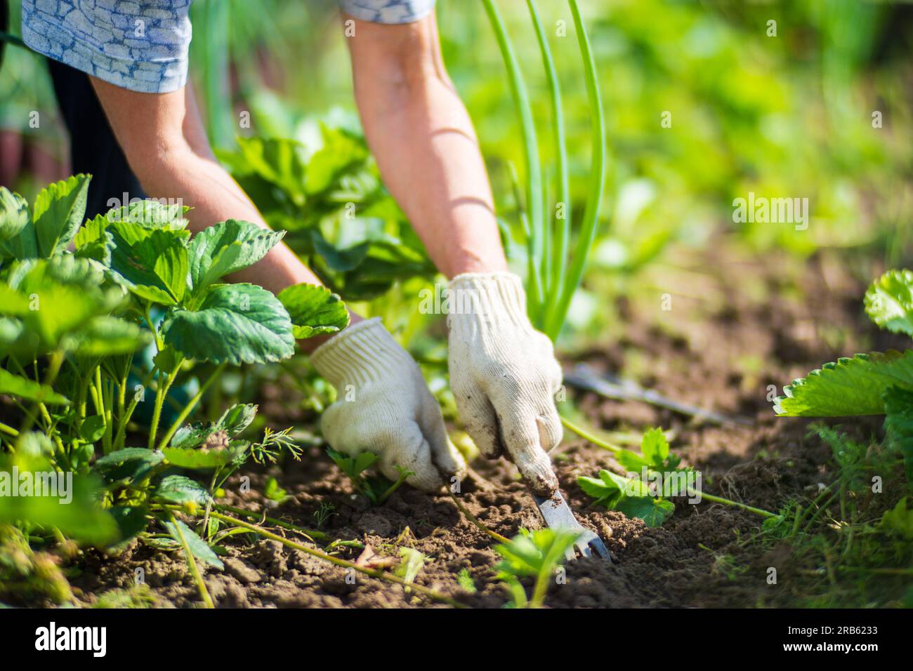 The farmer takes care of the plants in the vegetable garden on the farm ...