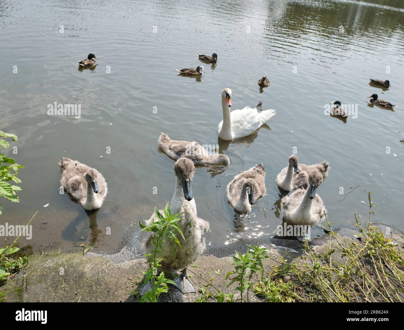 Cute young swan (Cygnus olor) chicks asking for food. Their mother and ...