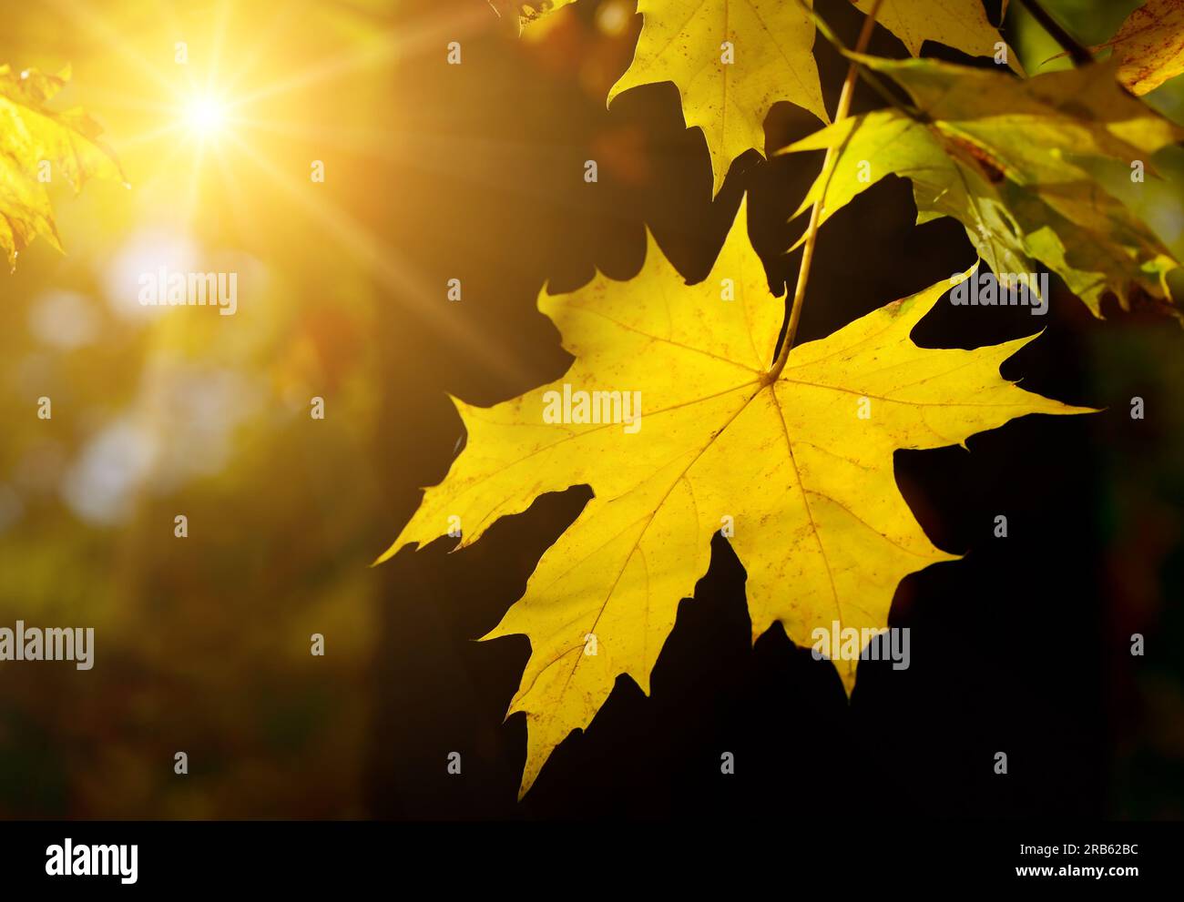 Sunbeam and leaves hi-res stock photography and images - Alamy