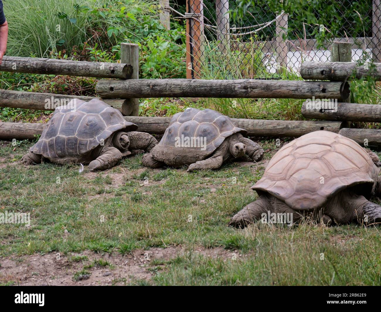 Blank park zoo hi-res stock photography and images - Alamy