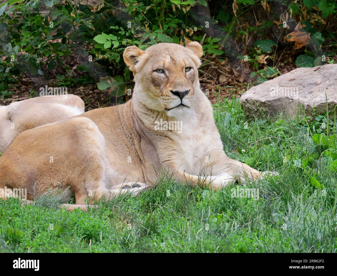 Blank zoo iowa hi-res stock photography and images - Alamy