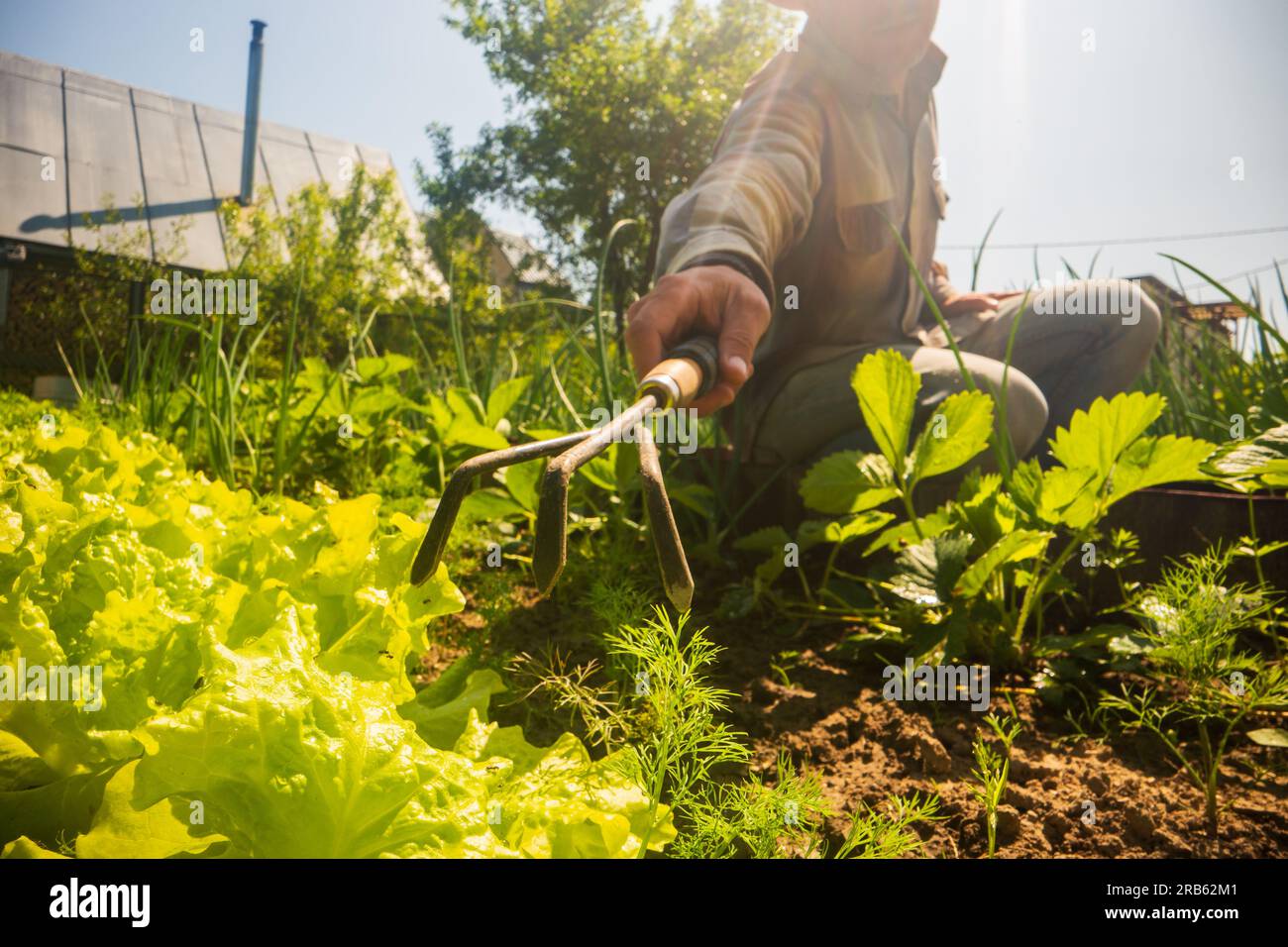 The farmer takes care of the plants in the vegetable garden on the farm ...
