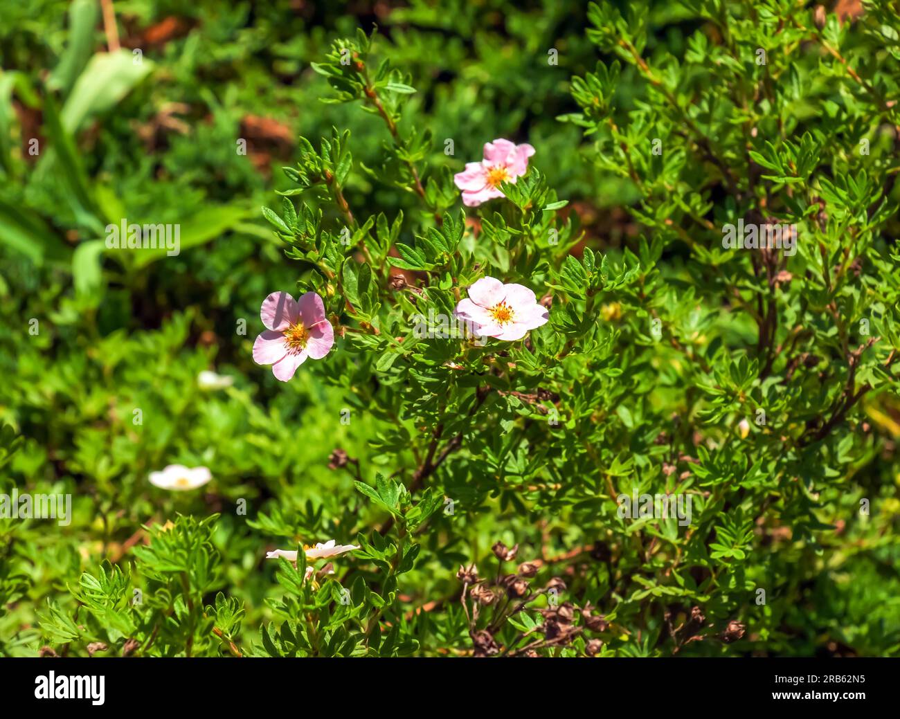 Blooming cultivar shrubby cinquefoil Dasiphora fruticosa or Princess in ...