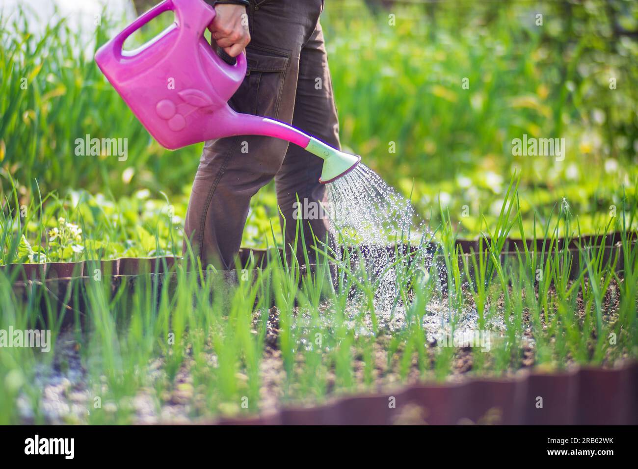 Watering vegetable plants on a plantation in the summer heat with a ...