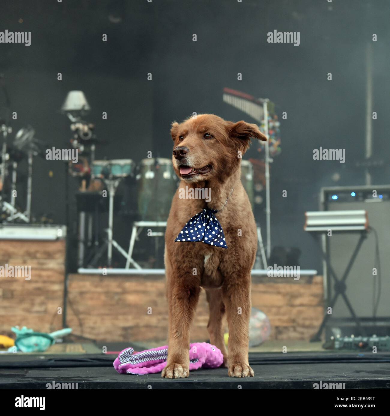 July 5, 2023, Virginia Beach, Virginia, USA: Tour dog COCOA of Stick Figure brings the reggae to ...