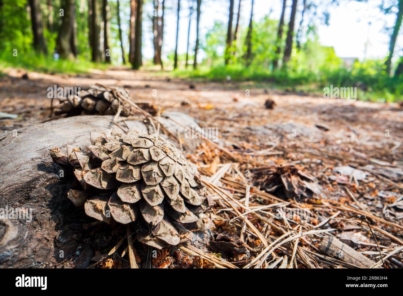 Bump close-up on the ground in the forest. Beautiful natural landscape ...