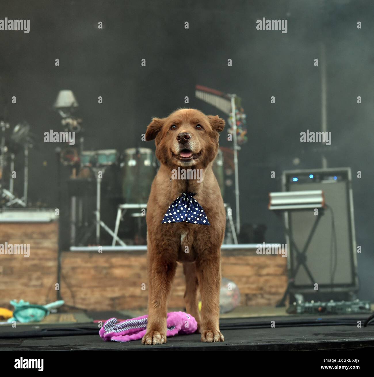 July 5, 2023, Virginia Beach, Virginia, USA: Tour dog COCOA of Stick ...