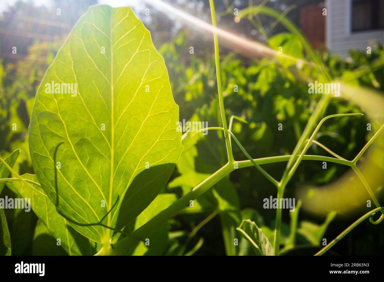 Stem and leaves of pea close-up in the farm. Green fresh natural food ...