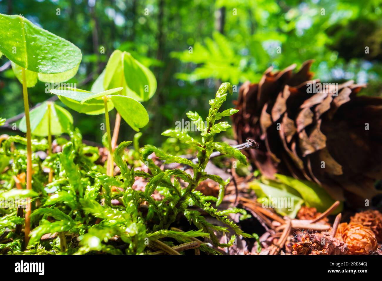 Close-up moss and plants in the forest. Detailed microcosm. Low point ...
