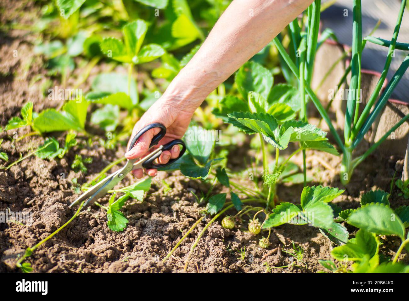 The farmer takes care of the plants in the vegetable garden on the farm ...