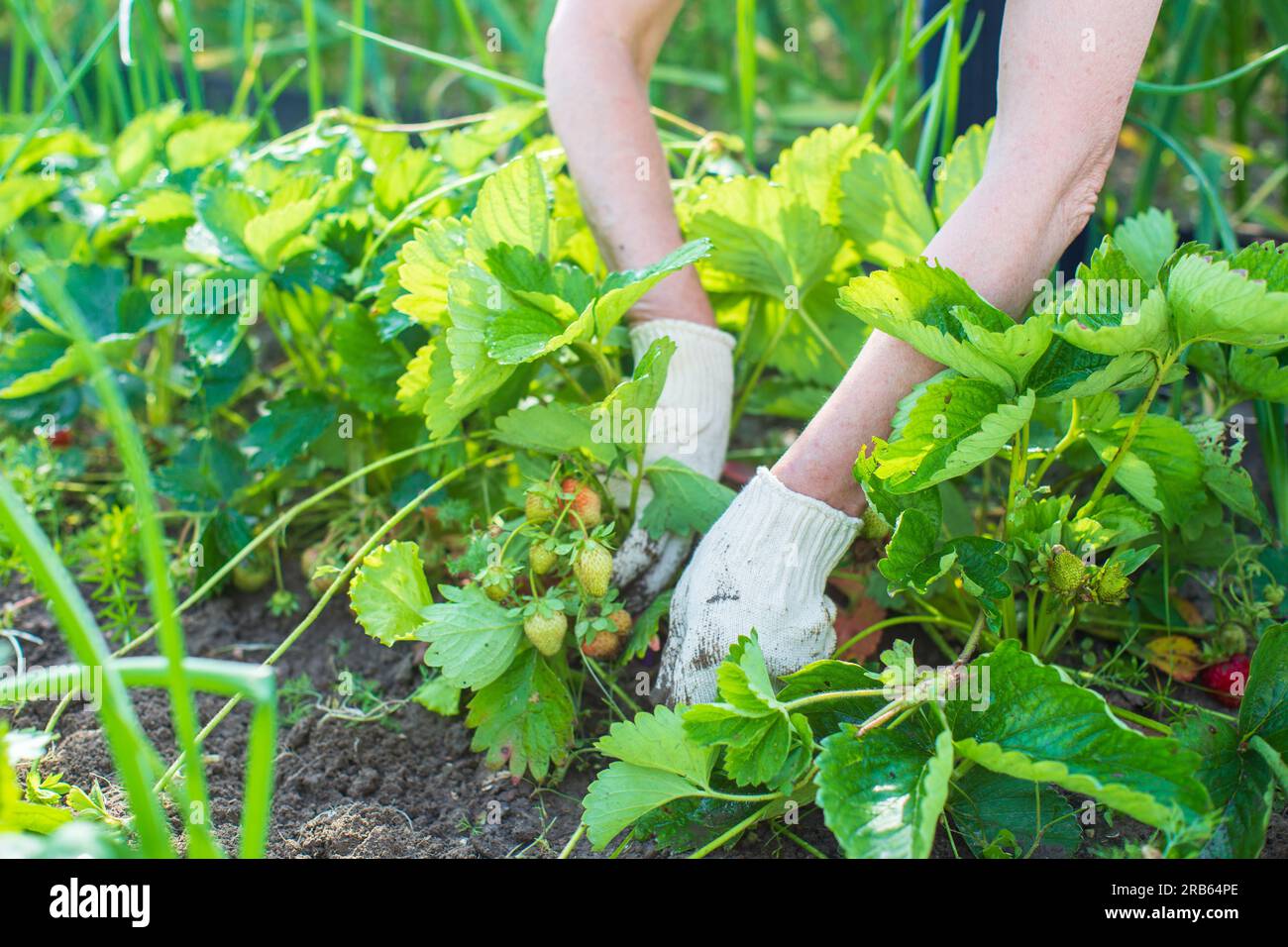 The farmer takes care of the plants in the vegetable garden on the farm ...