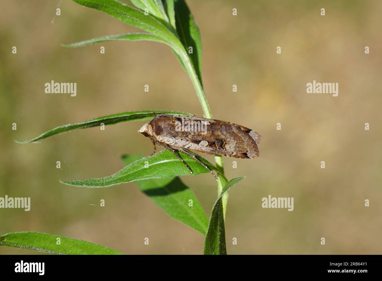 Large Yellow Underwing (Noctua pronuba). Tribe Noctuini. Subfamily ...