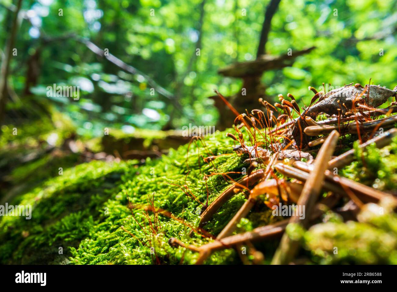 Close-up moss and plants in the forest. Detailed microcosm. Low point ...