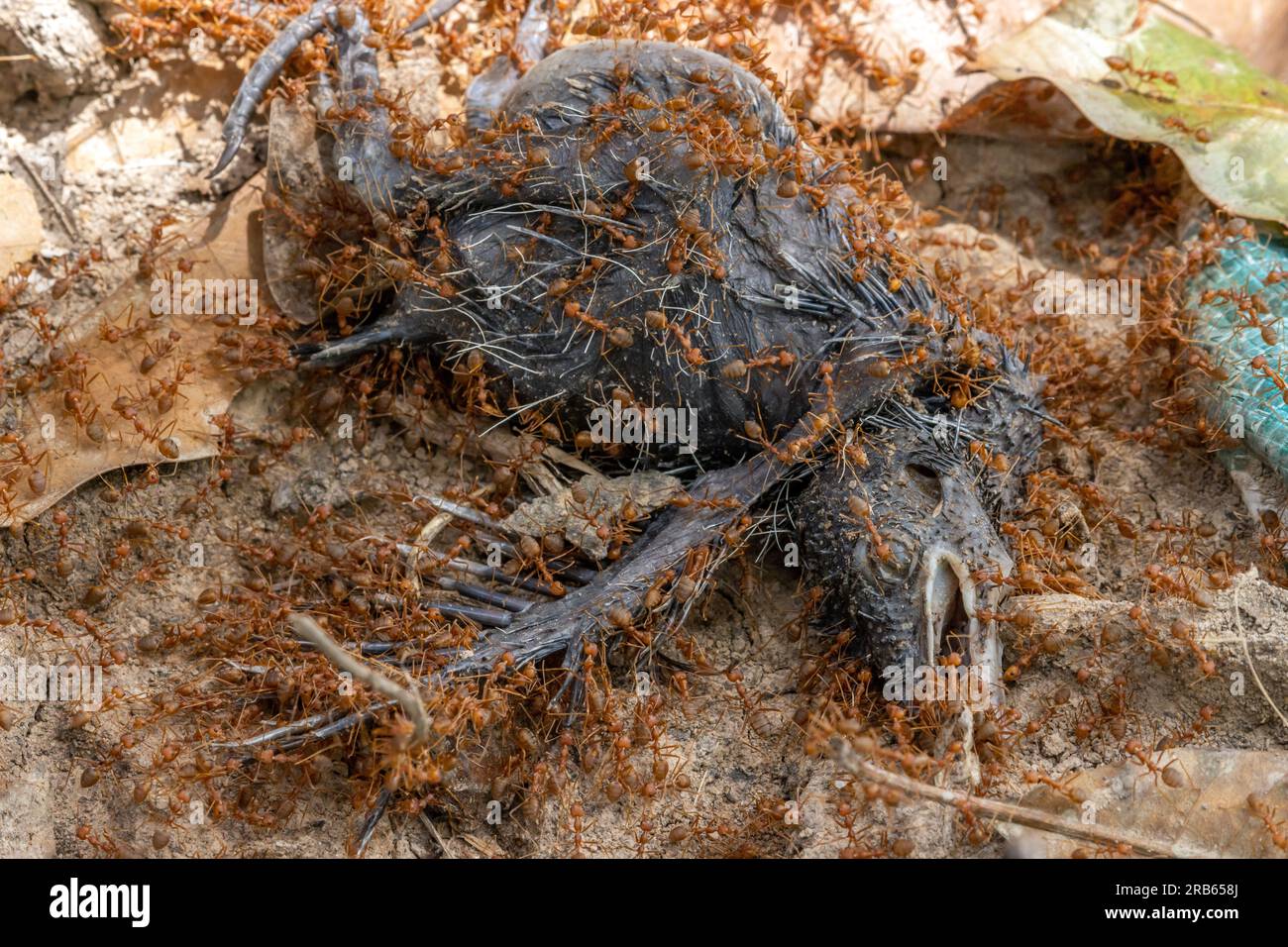 Weaver ants (Oecophylla smaragdina) dispose of the carcass of a bird in ...