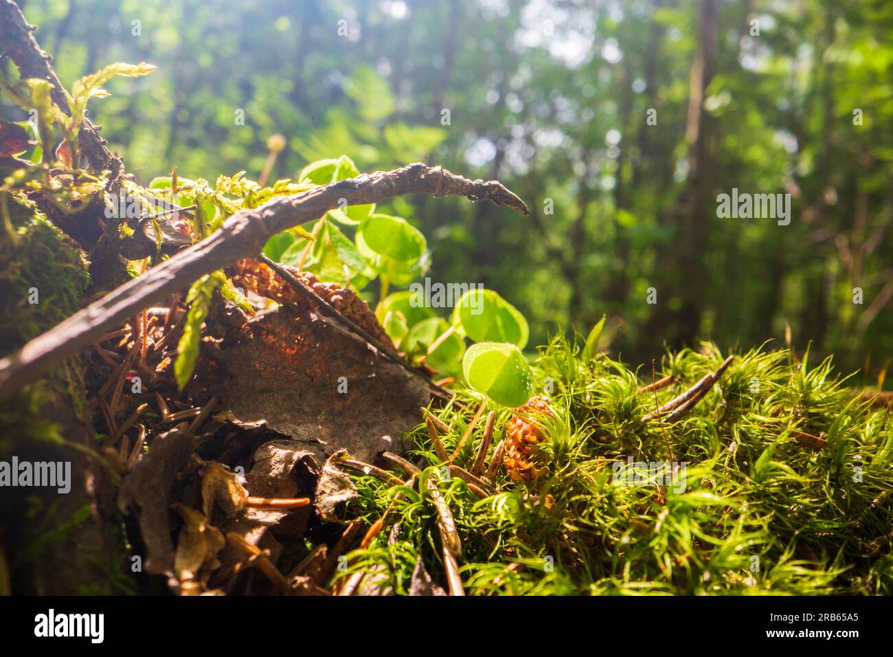 Close-up moss and plants in the forest. Detailed microcosm. Low point ...