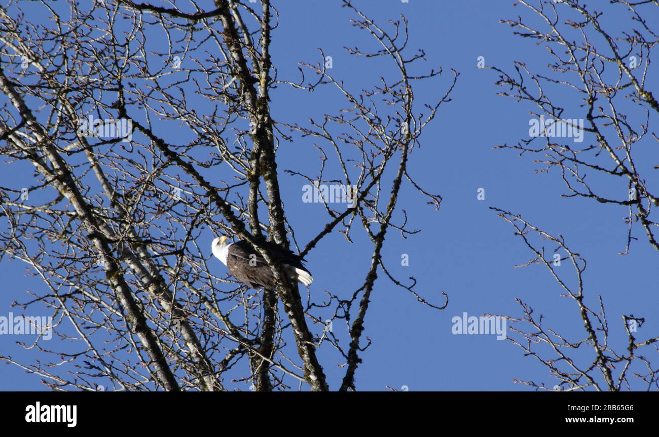 An eagle perches on a tree branch Stock Photo - Alamy