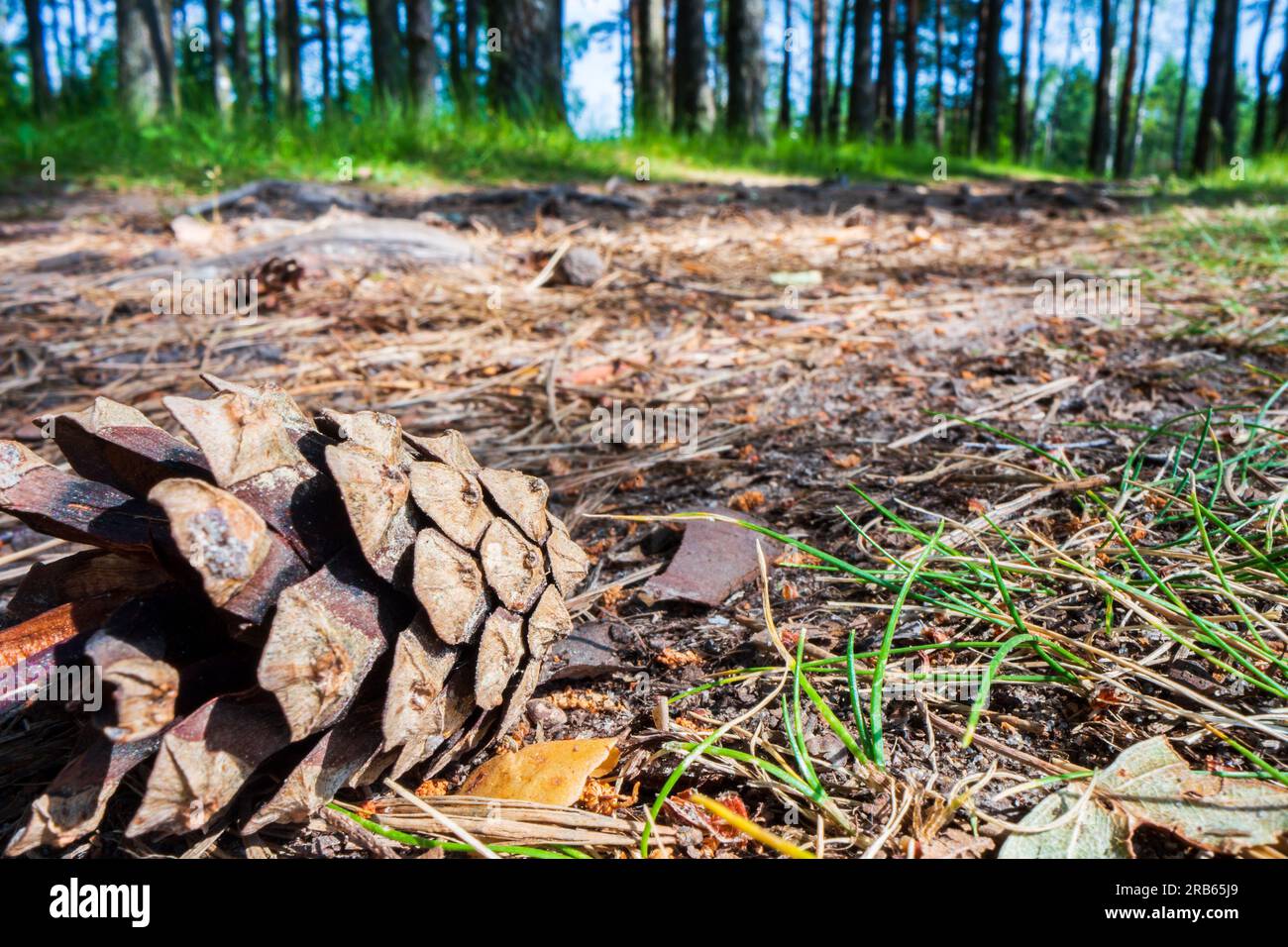 Bump close-up on the ground in the forest. Beautiful natural landscape ...
