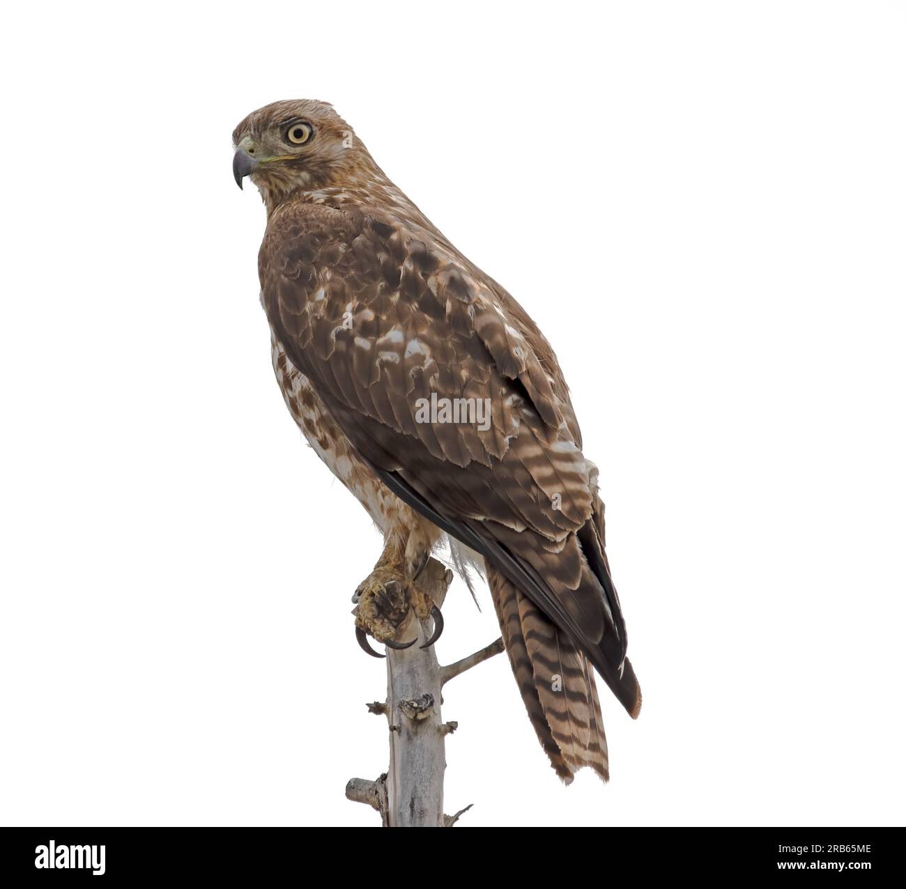 Red tailed hawk perched hi-res stock photography and images - Alamy