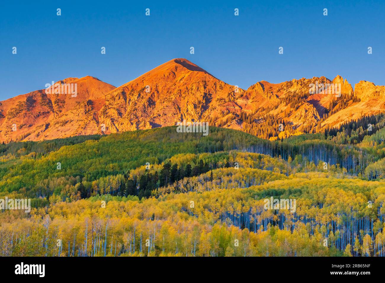 American Aspens bring autumn color along Kebler Pass Road in Colorado ...