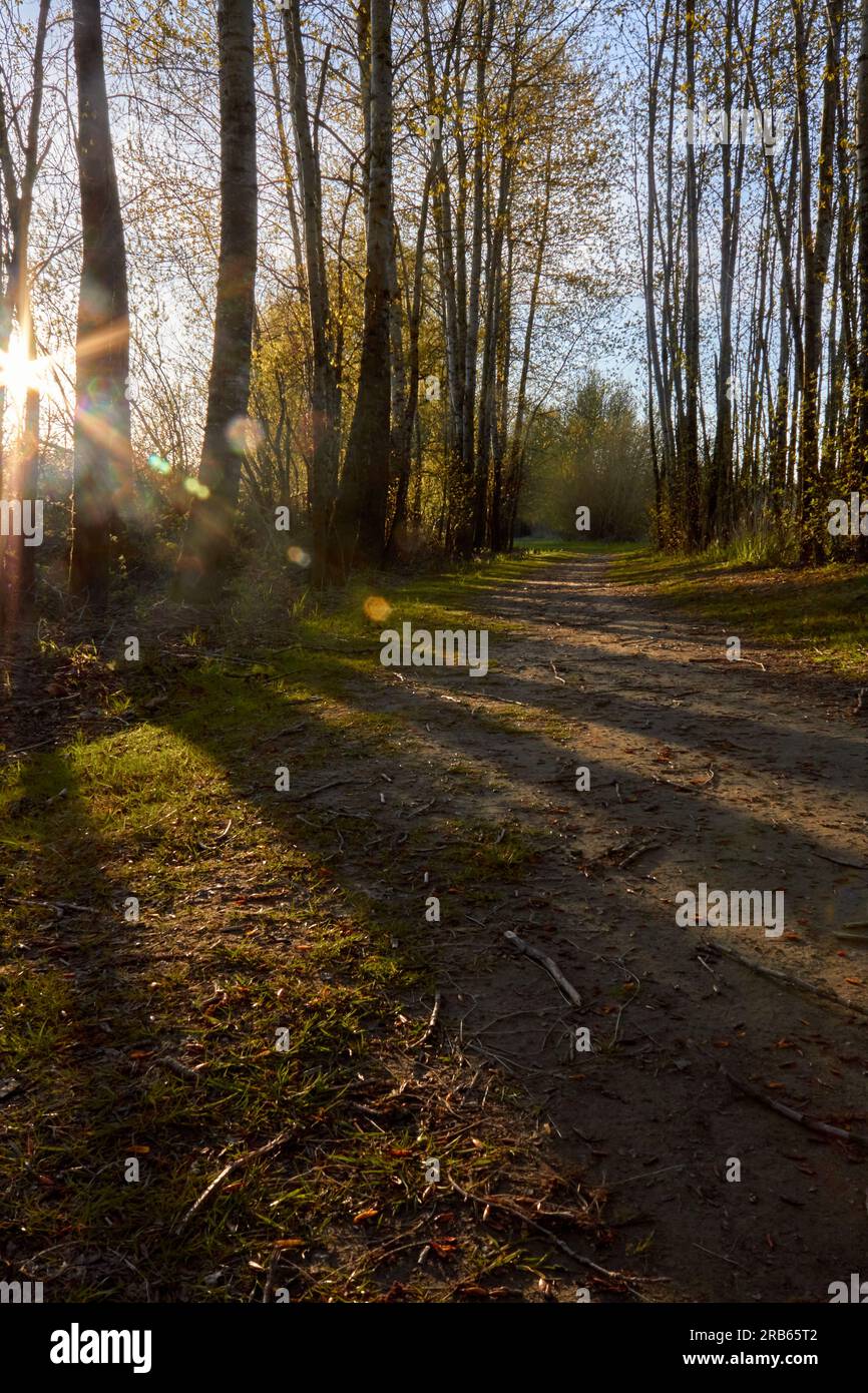 A path in the woods. It is lined by green grass and trees with leaves ...