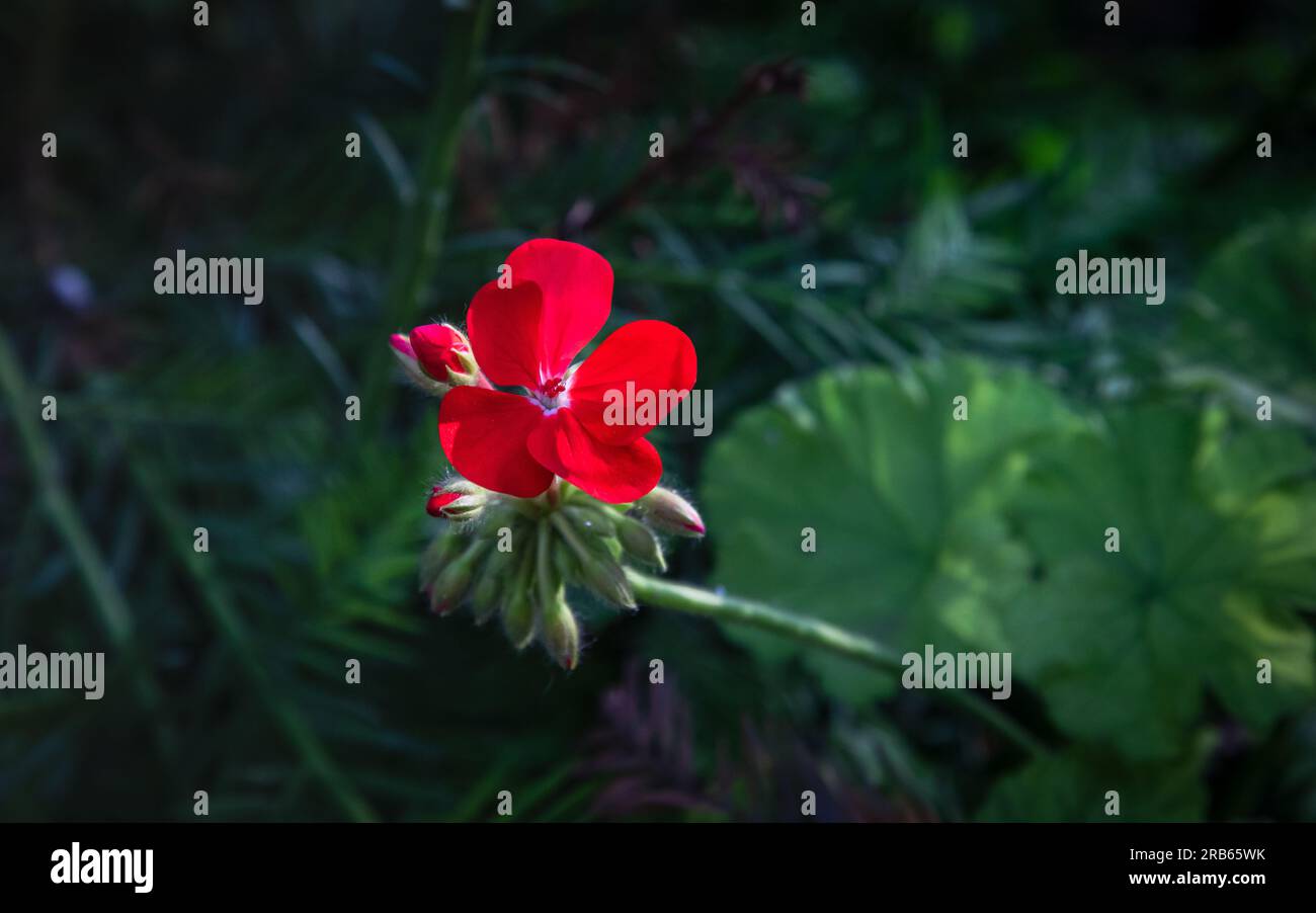Cranesbill red flower (hybrid Geranium) Red pelargonium. Red geranium ...