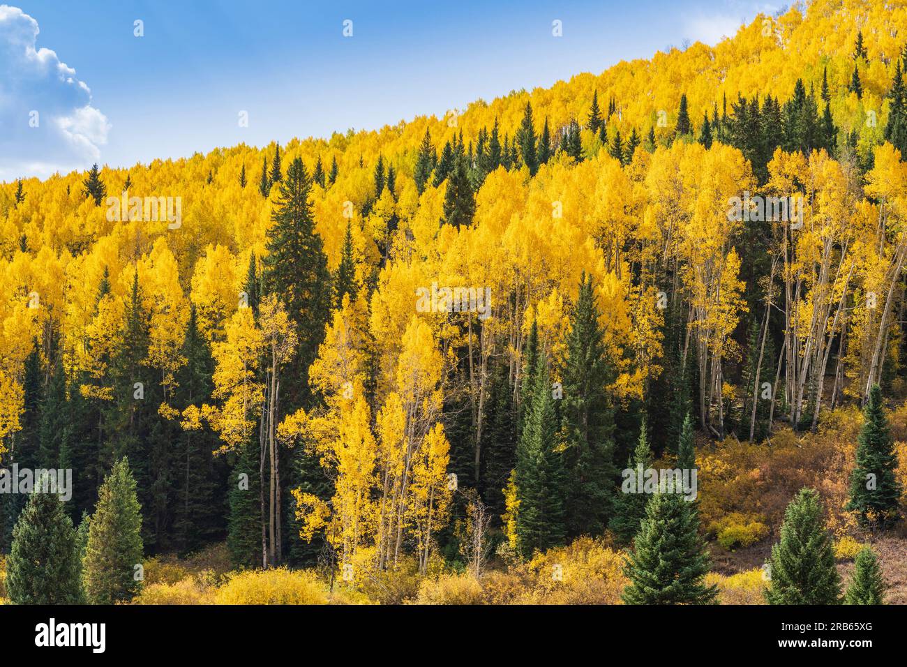 Autumn Color in Colorado Stock Photo - Alamy