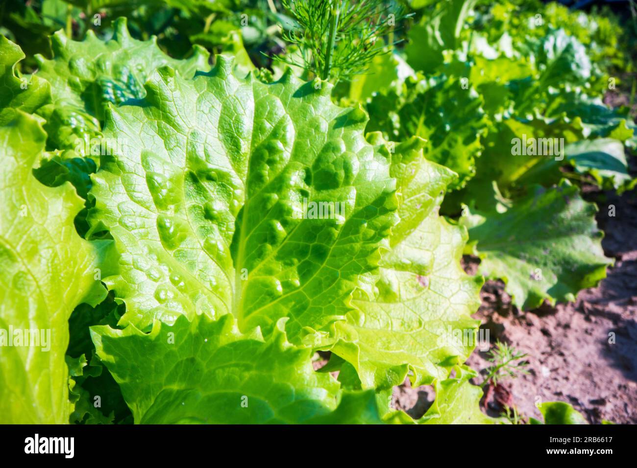 Stem and leaves of lettuce close-up in the farm. Green fresh natural ...