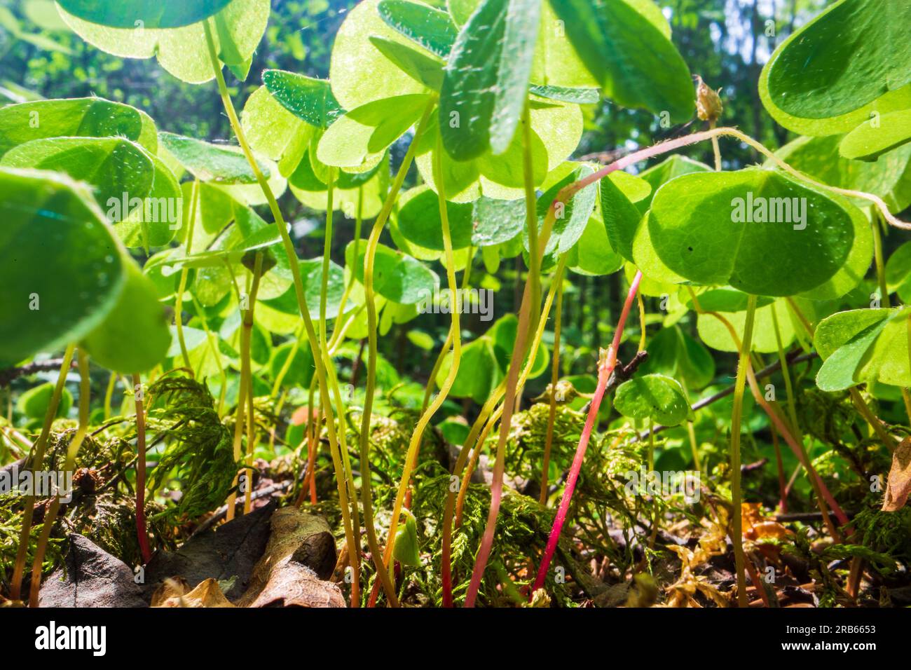 Close-up moss and plants in the forest. Detailed microcosm. Low point ...