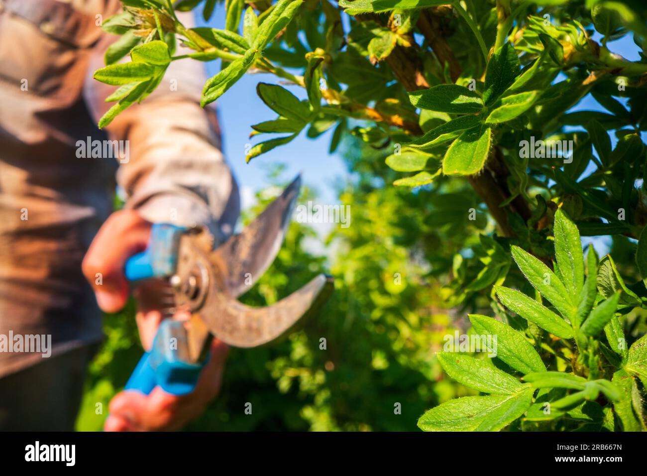 Farmer who make pruning of bushes with secateurs. Gardening Tools ...