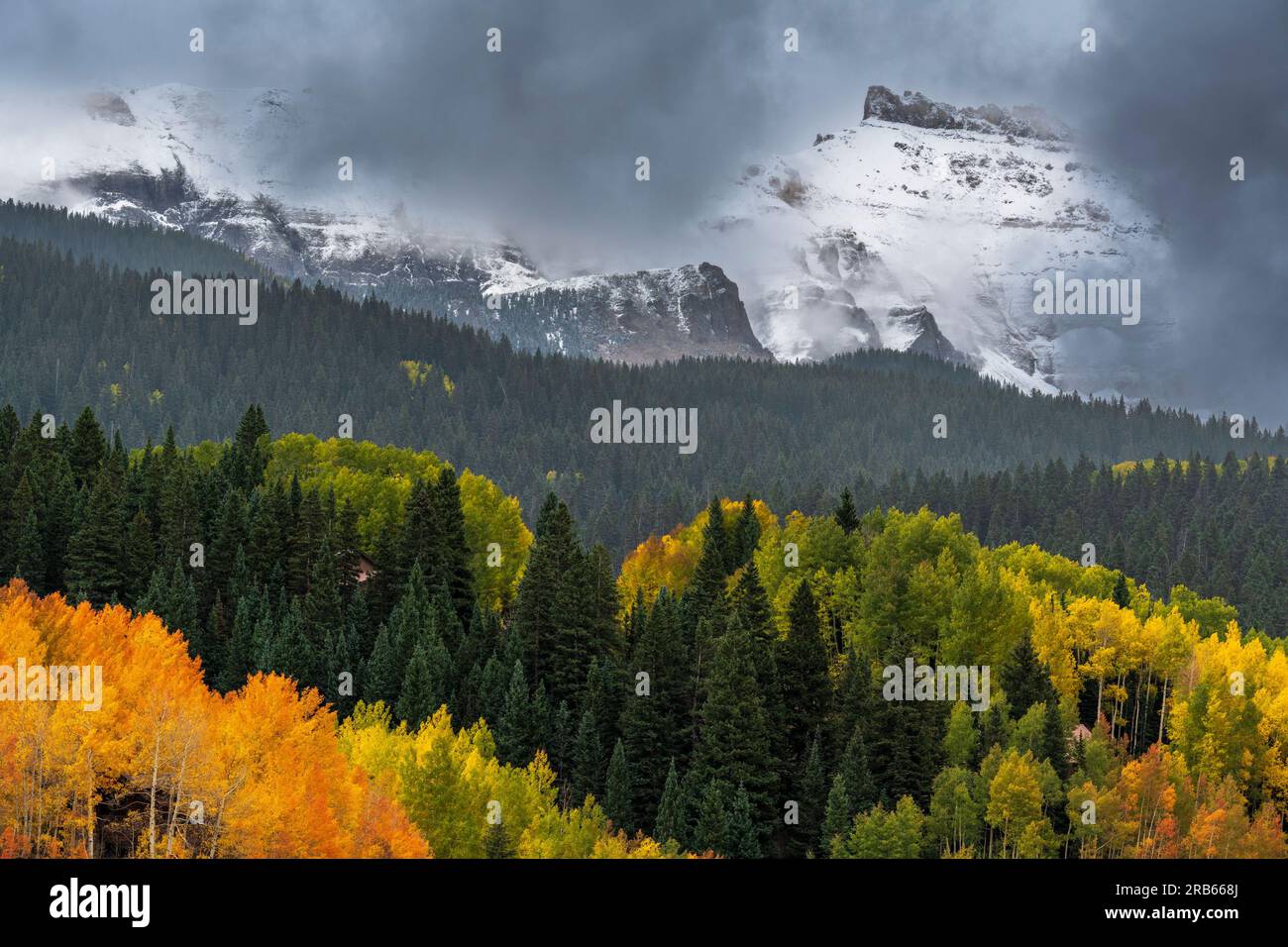Autumn color in Aspen Trees near Telluride, Colorado Stock Photo - Alamy